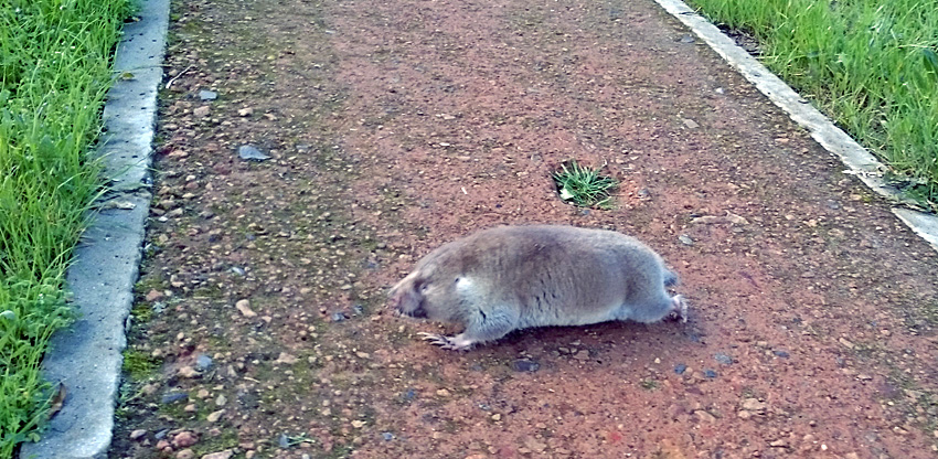 Remote Camera Trap - South Africa