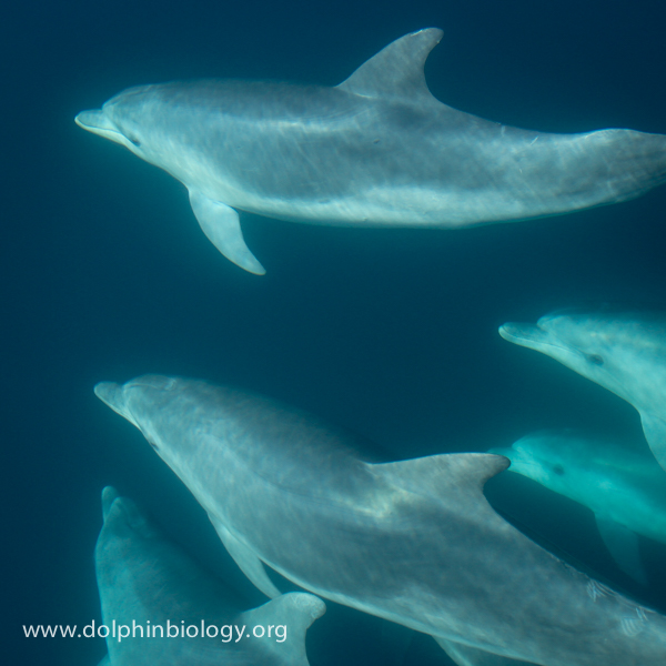Dolphin Biology and Conservation: Together