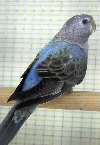 The Splendid Bourke Bird Blog: Avian Genetics, Bourke Parakeets by Su Yin