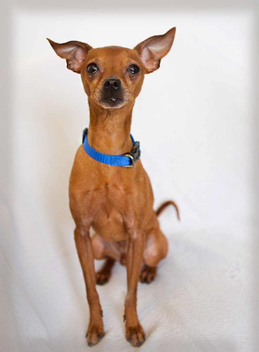 Shelter Dogs of Portland: FIFE - silly happy MinPin/chi mix