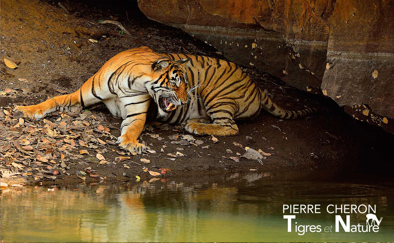PIERRE CHÉRON : Mortalité des grands fauves en Inde