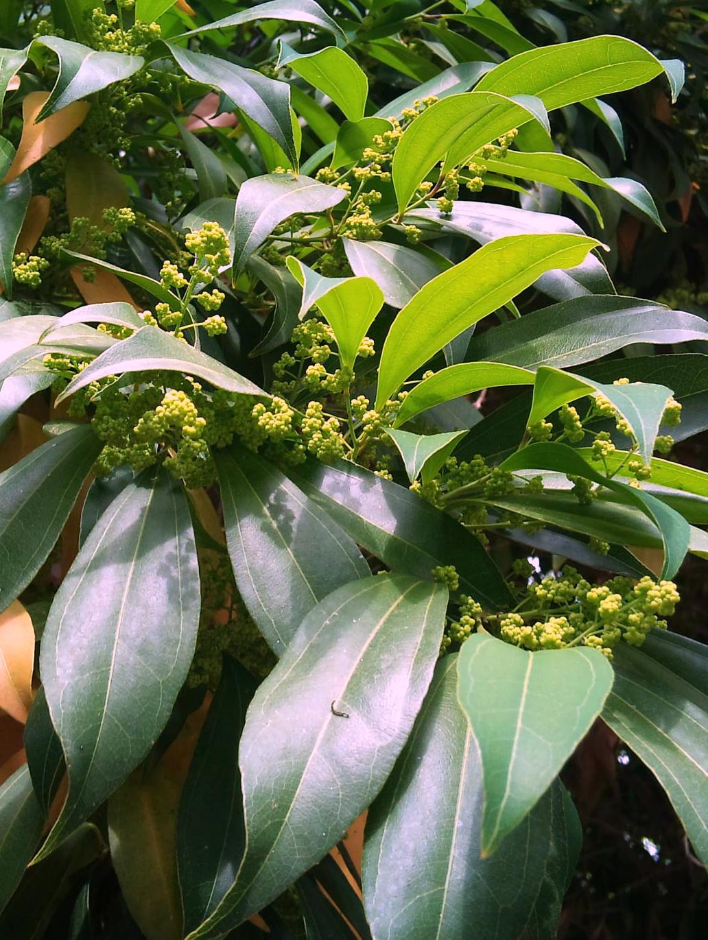 Árboles con alma: Cóculo. Cocul. (Cocculus laurifolius)