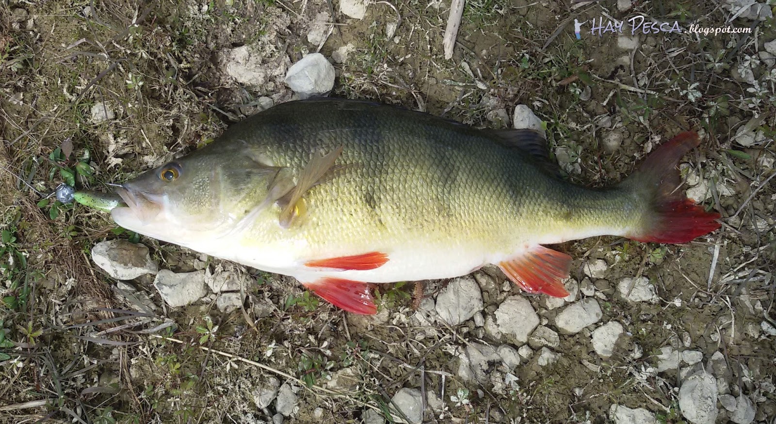 La pesca de la Perca fluviatilis - Hay Pesca!