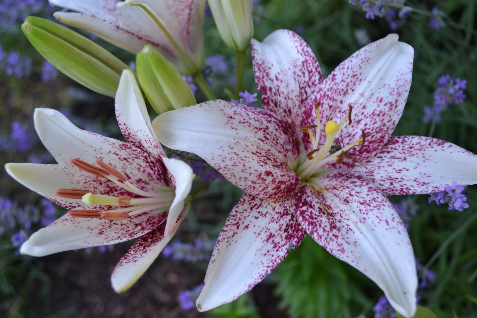 Quantrell Quips: The Lily ~ Haiku and Photo