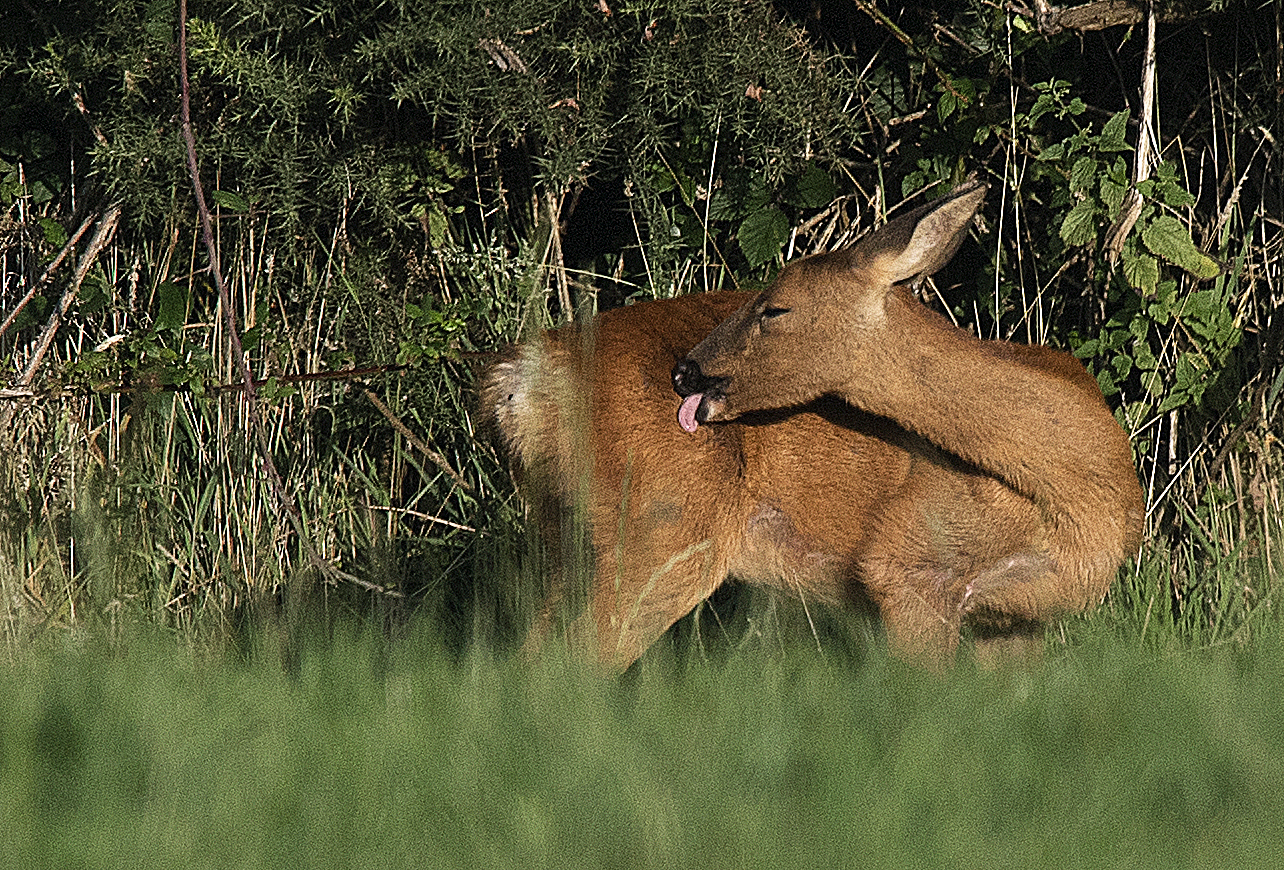 Alan James Photography : Roe Deer Kid revisited
