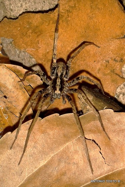 Ctenus - Alchetron, The Free Social Encyclopedia