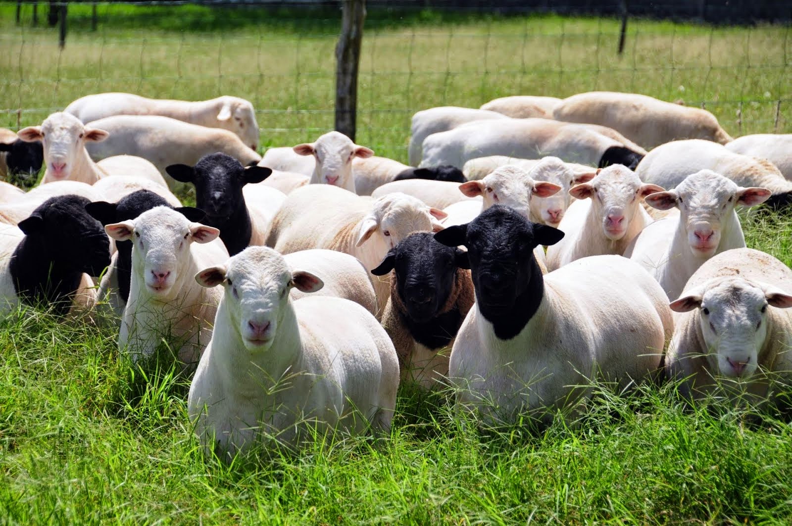 Ovinos de carne (Dorper): NOTICIA