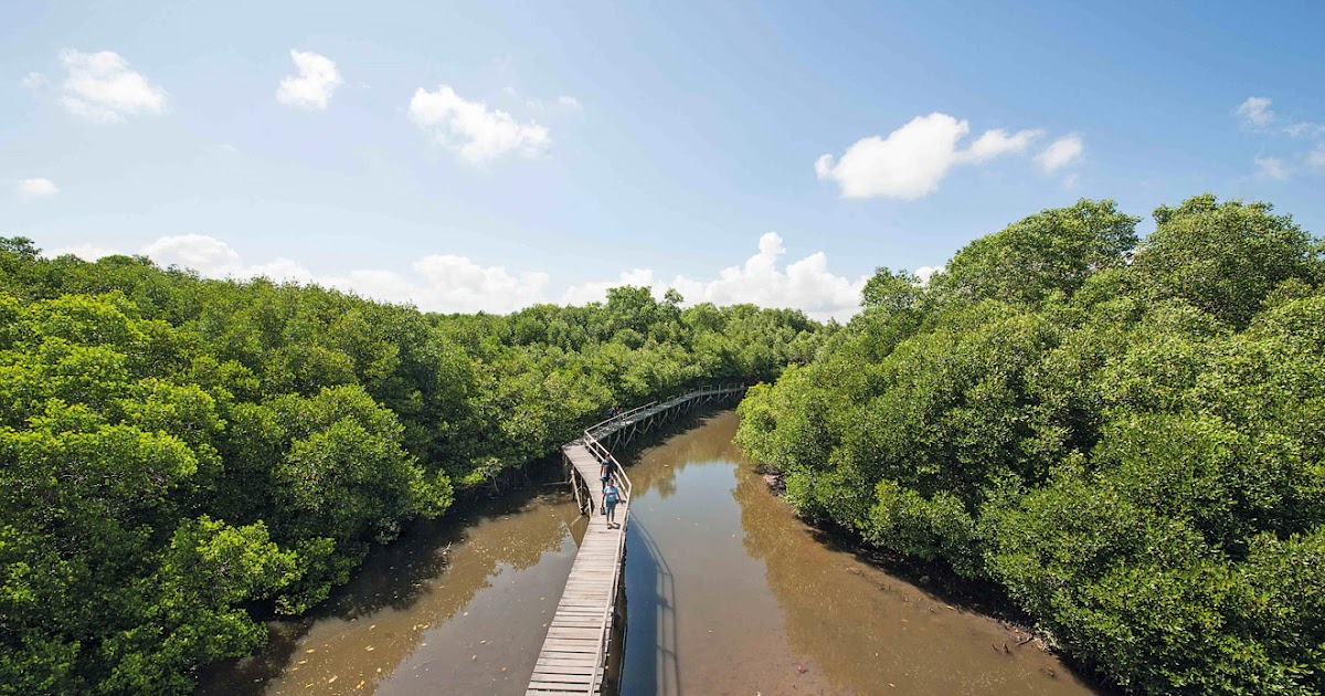 Higashi Raya : Green scenery in Mangrove Forest Tahura