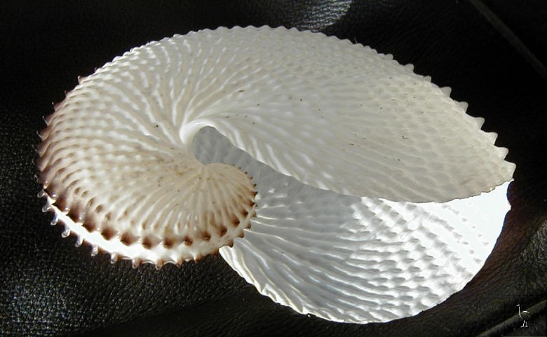 Retroflection: Paper Nautilus