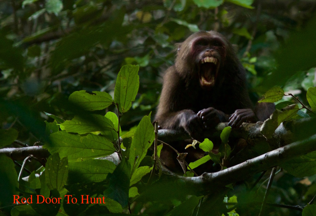 RED Door To Hunt: Laporan Pemerhatian & Kajian Beruk Kentoi~Macaca ...