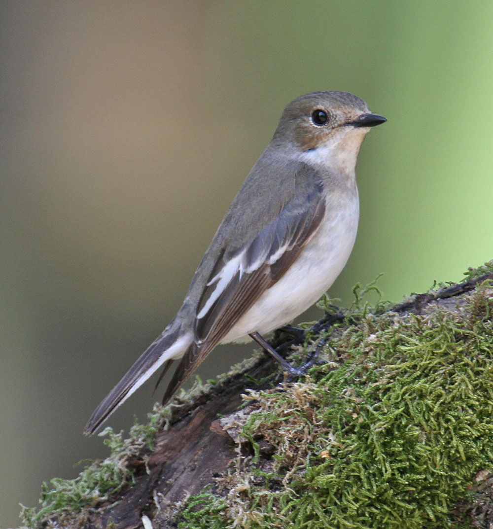 Simon and Karen Spavin: Pied Flycatchers