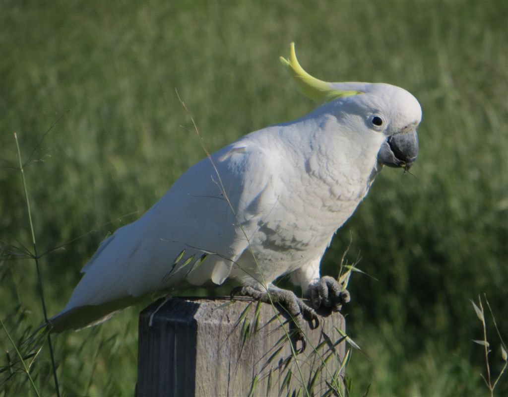 Majura birds: October 2012