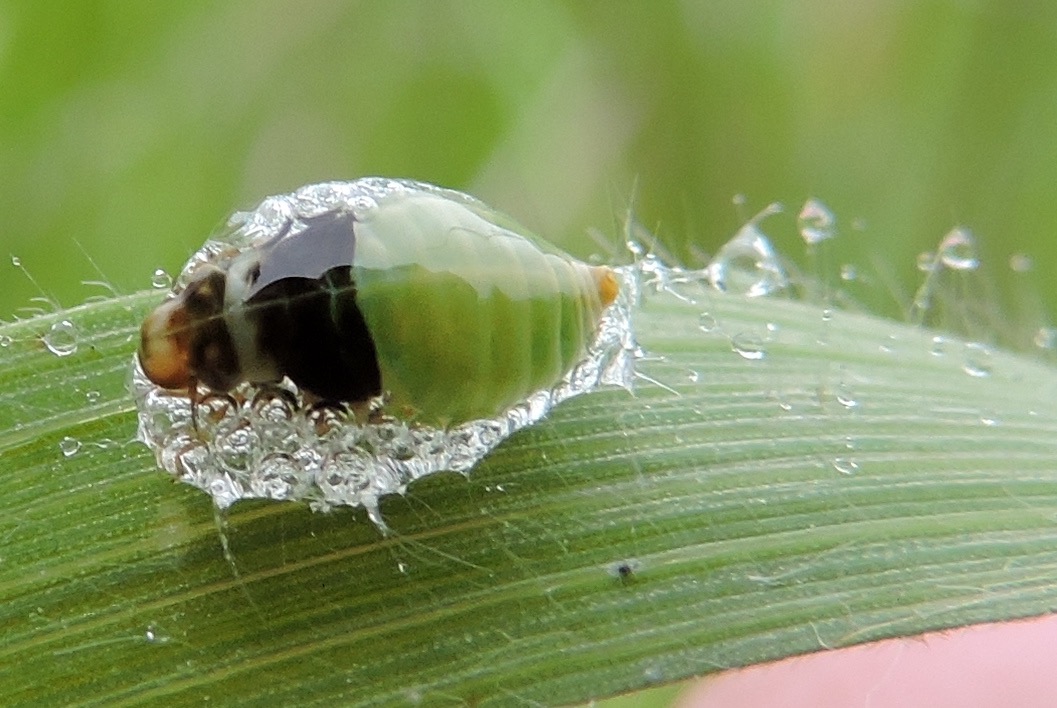 Springfield Plateau: August 2016