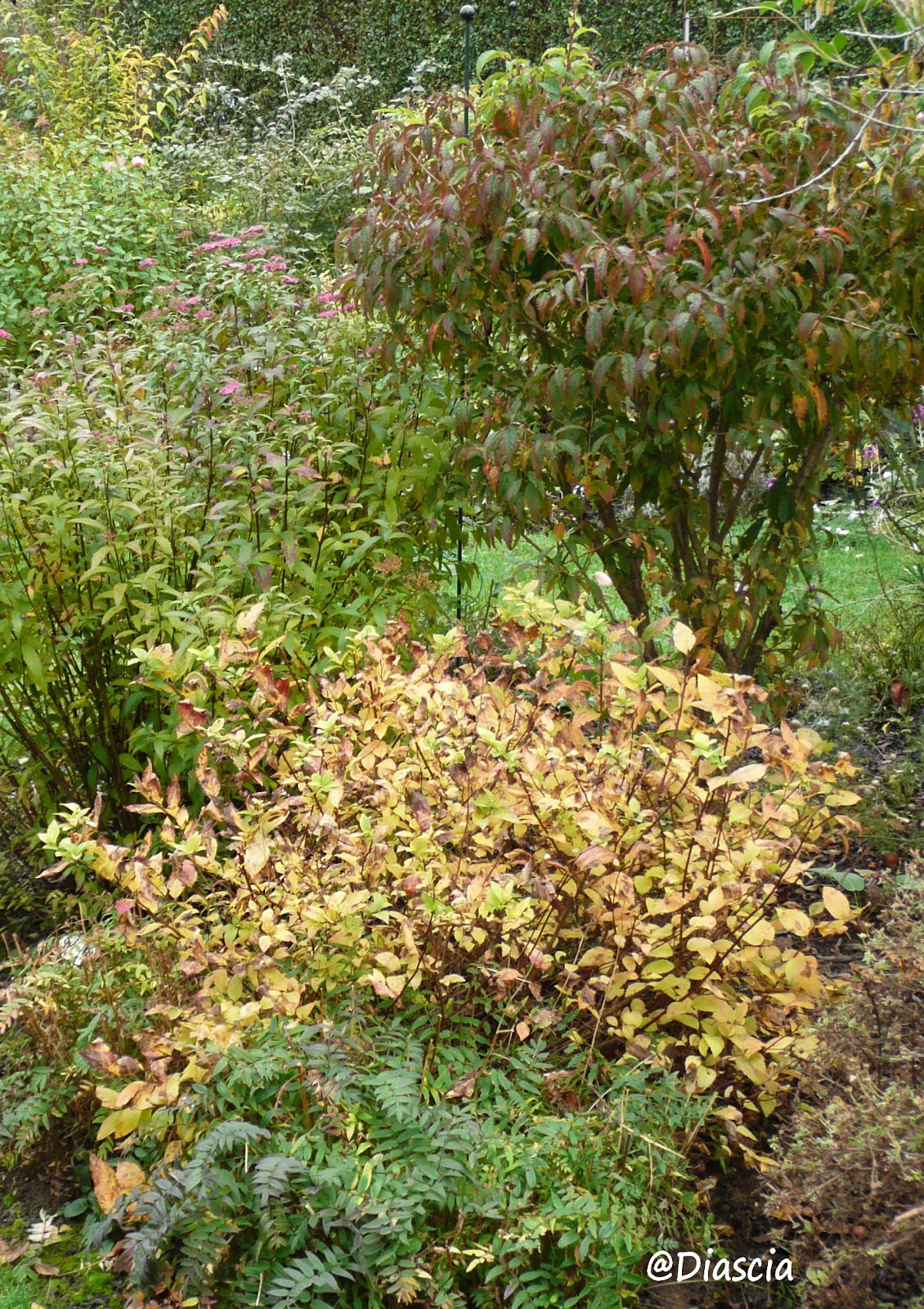 Le jardin de Diascia: SPIRAEA JAPONICA CANDLELIGHT