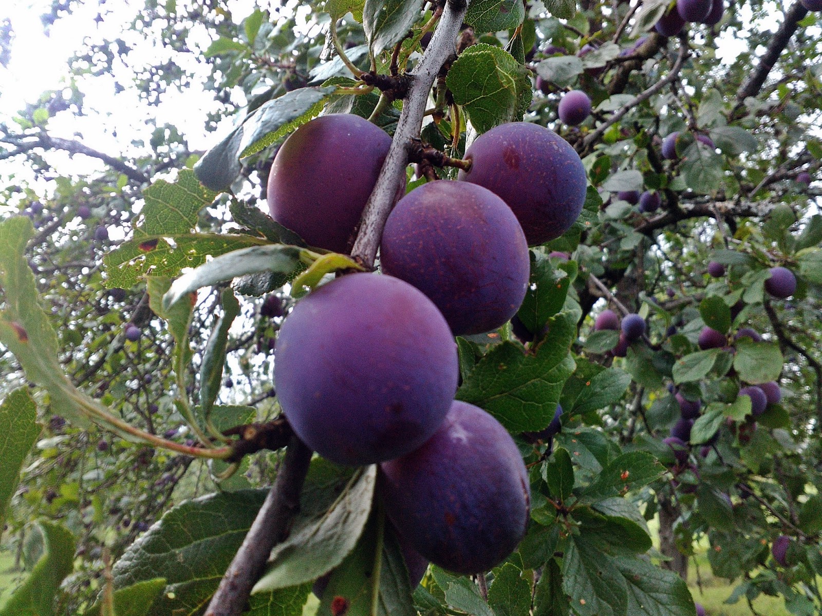 Rakija, uglavnom: Rakijske sorte šljiva