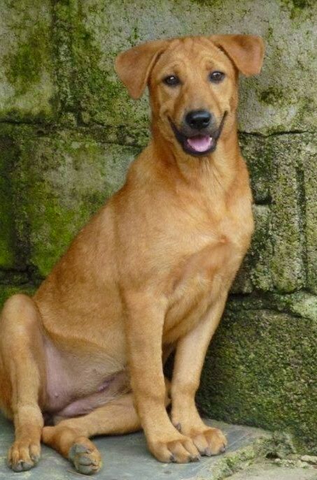 Sponsor an Animal @ Noah's Ark today!