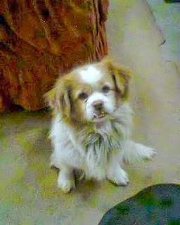 Ayudame a volver a casa: Scott perrito cruce de pekines blanco con ...