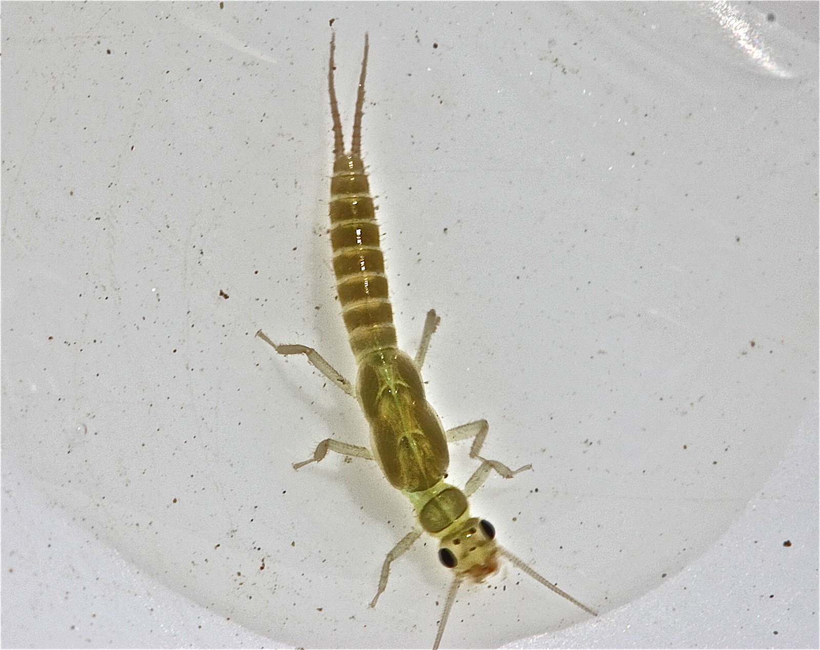 Aquatic Insects of Central Virginia: Chloroperlidae (Green Stonefly ...