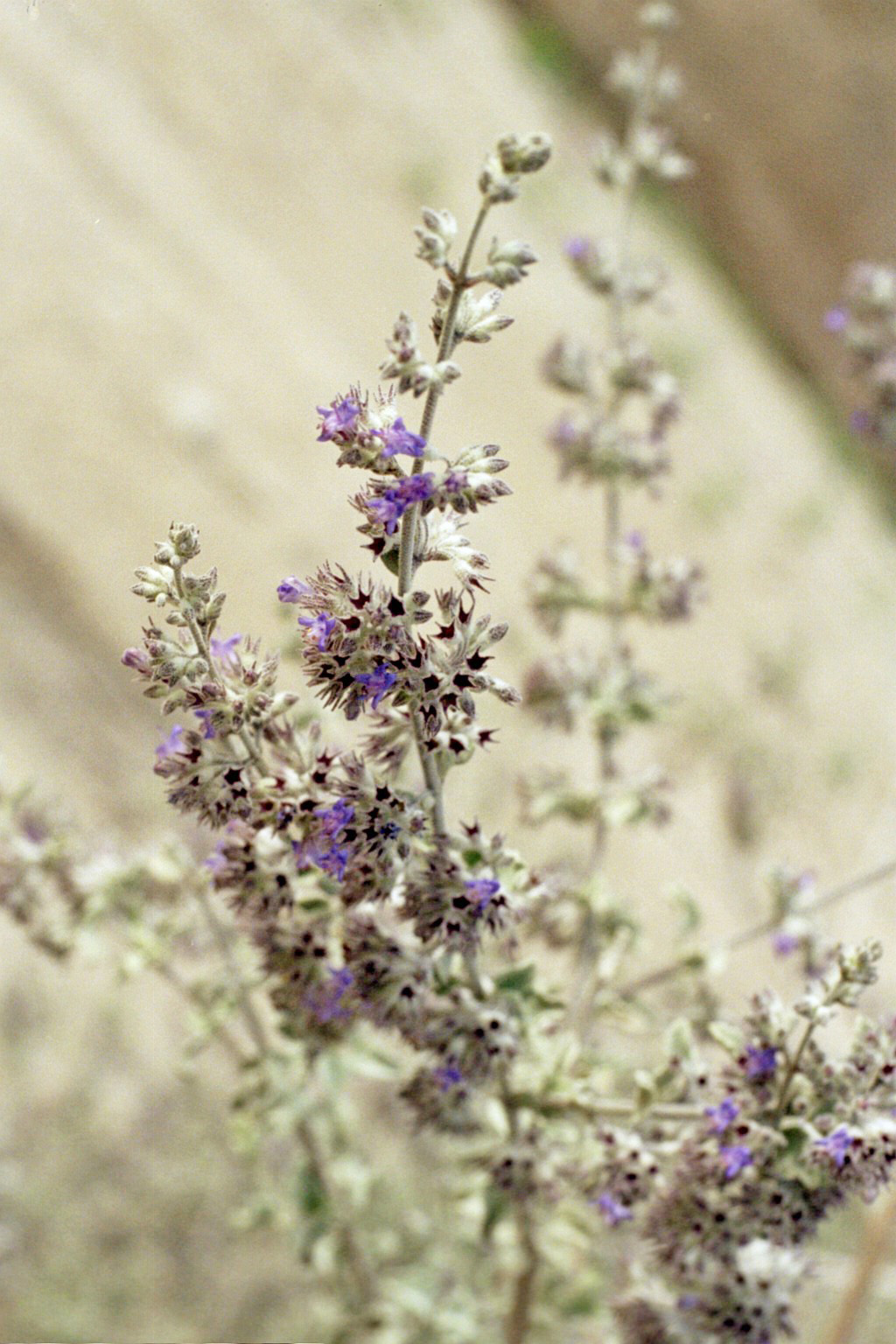 Camissonia's CA Native Plant Life List: Condea (formerly Hyptis) emoryi ...