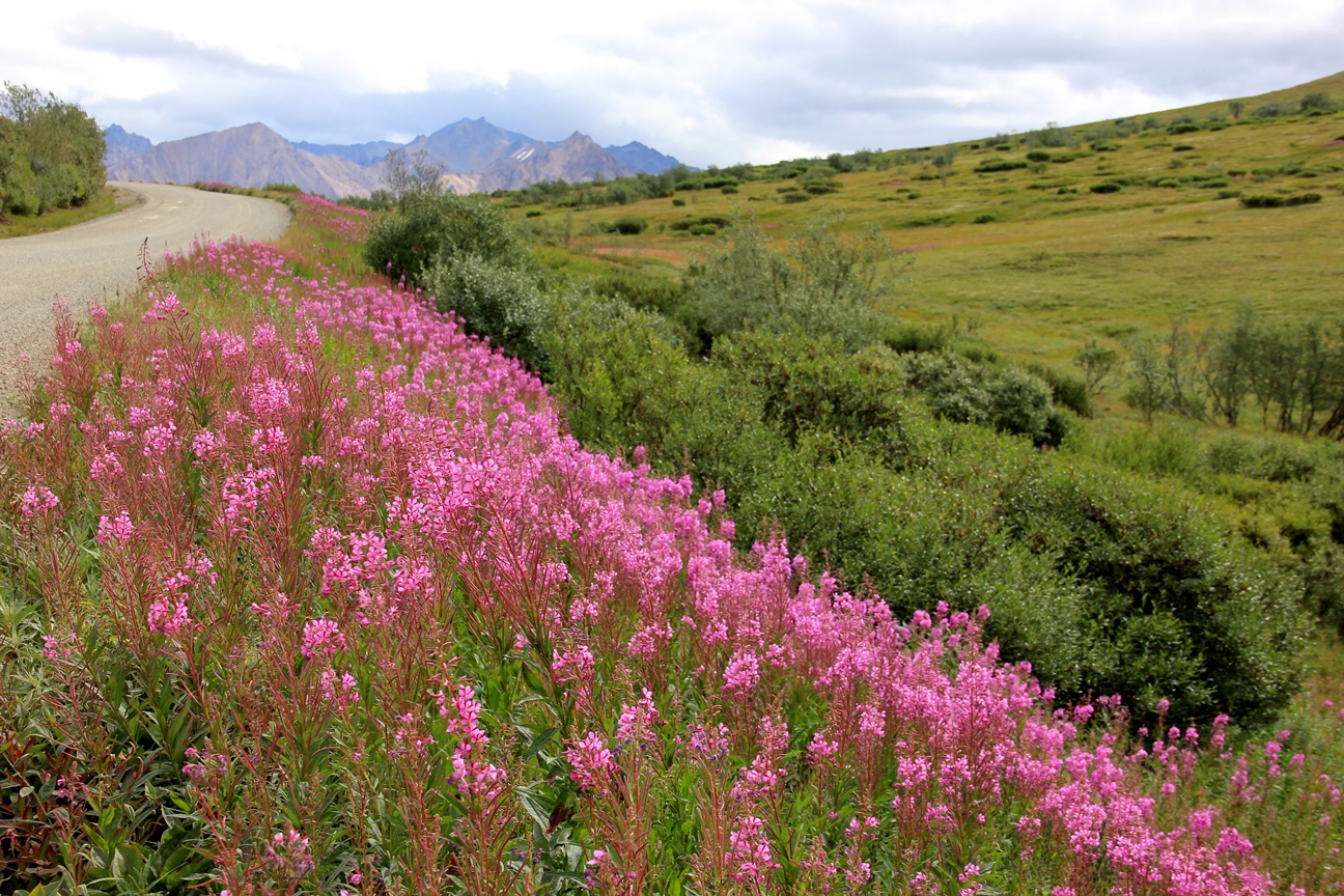 Joy of Discovery: Toklat, Denali National Park