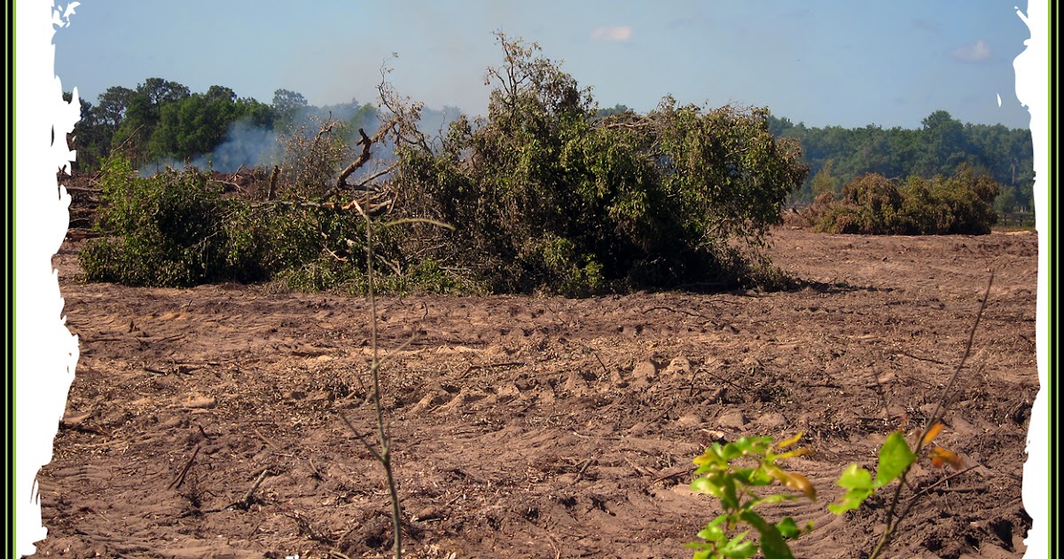 Ocala, Central Florida & Beyond: Requiem for a forest
