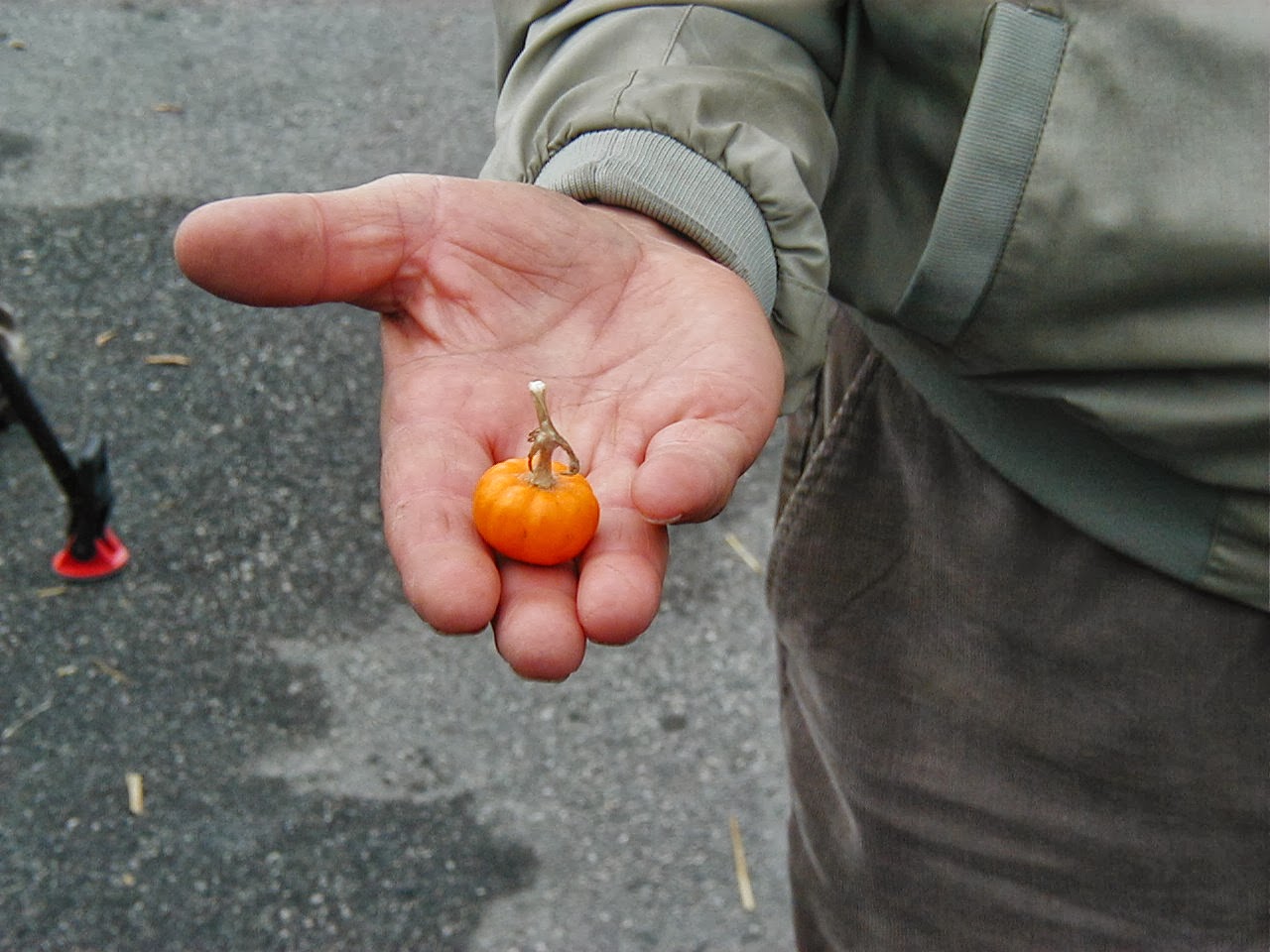 websit: World's Smallest Pumpkin