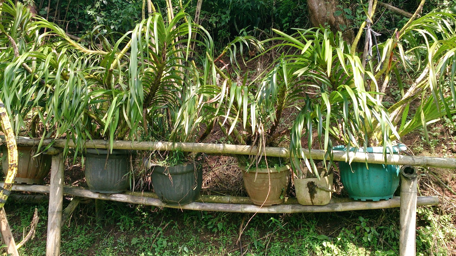 CENTRA ANGGREK: Grammatophyllum Speciosum (Anggrek tebu,papua)