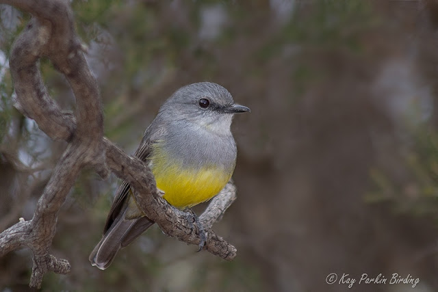 Kay Parkin Birding: Lake Gilles Conservation Park