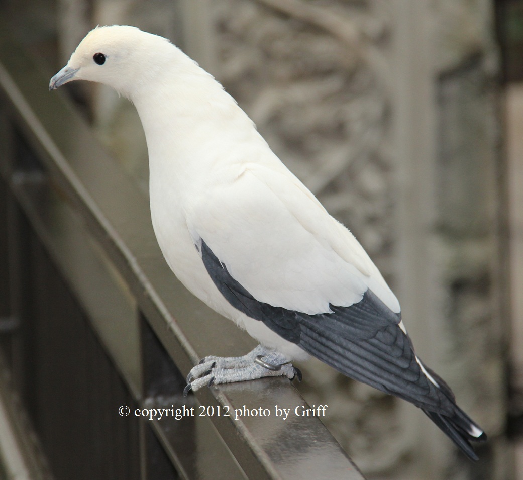 Griff's Bird Photos: Pigeon (Pied Imperial)