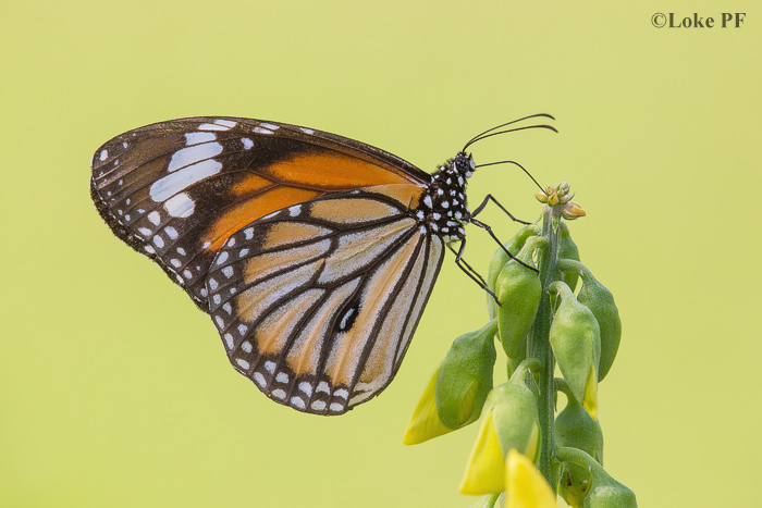 Butterflies of Singapore: Jun 21, 2013
