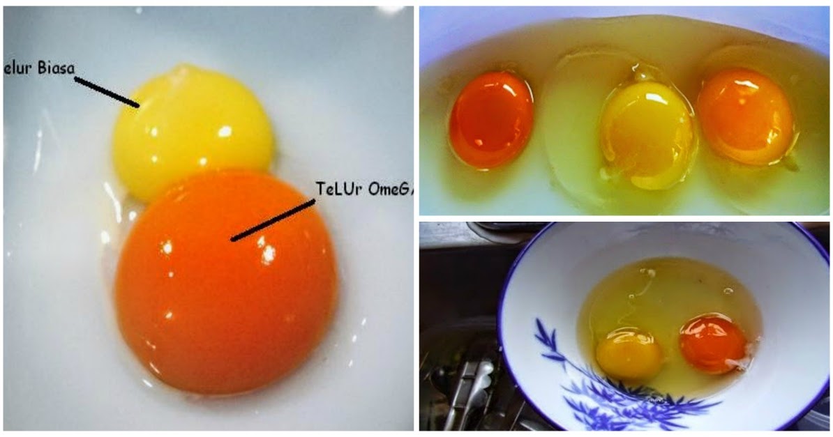 Tidak Semua Telur Itu Sehat, Berikut Cara Membedakan Telur Ayam Sehat ...