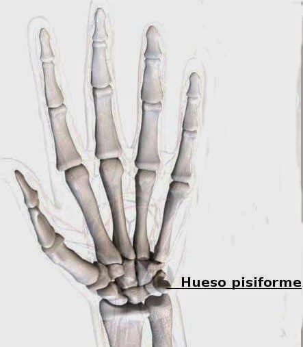 Hueso Pisiforme