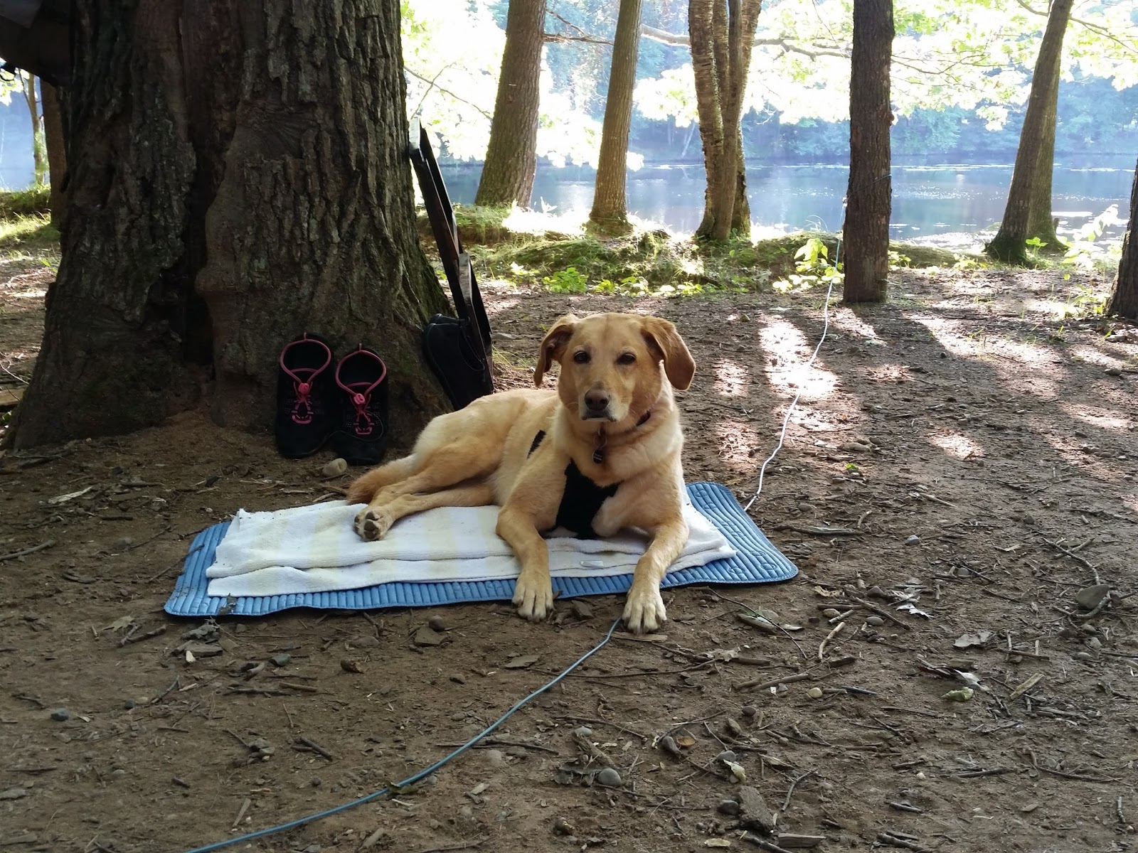 Hiking with Heather: Camping @ Brunet Island State Park