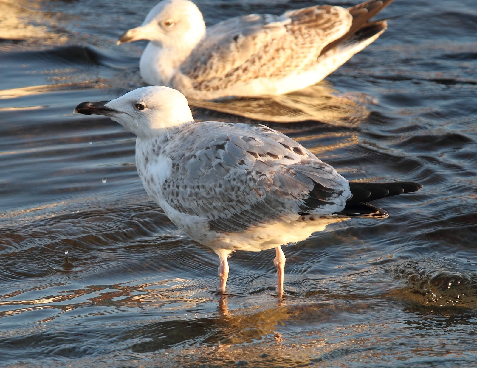 TT's Birding Blog: Caspian Gull
