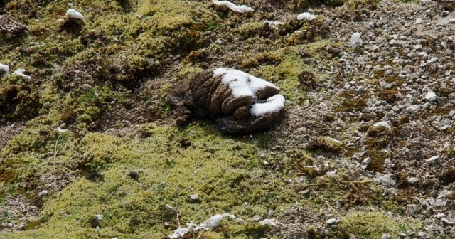 Laurel Ridge Farm: Poop of The Week - Breaking News