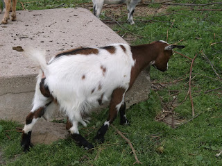 Tye Dye Acres: Fainting Goat Colors and Patterns!