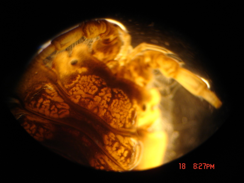 Arctic Sea Ice Adventures