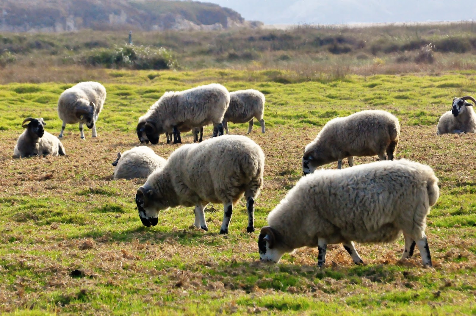 Some healthy looking sheep at the Mission Ranch Carmel