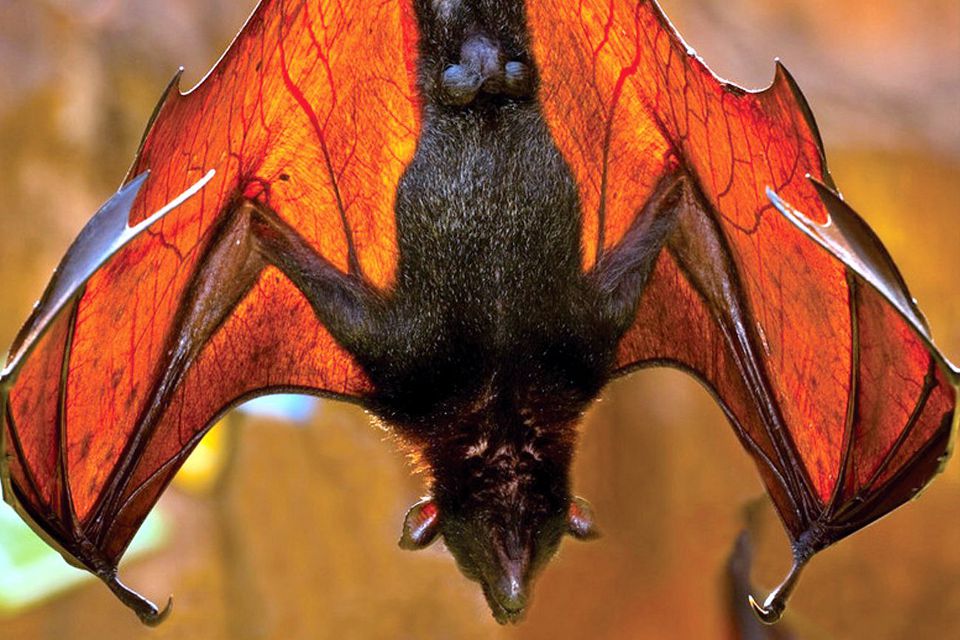 10 Contoh Hewan Mamalia Beserta Gambar Dan Penjelasannya - SemuaContoh