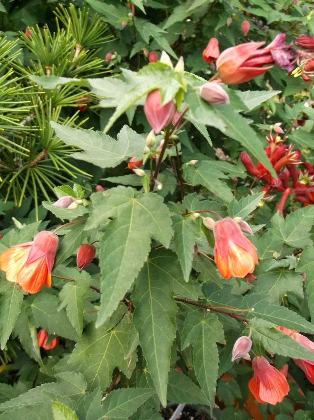 Future Plants by Randy Stewart: Abutilon