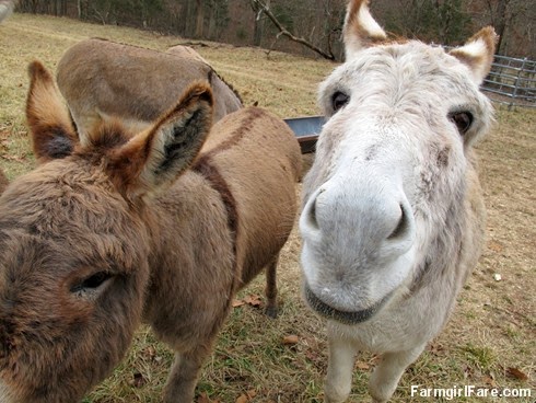 Farmgirl Fare: Tuesday Dose of Donkey Cute: New Year's Eve Wish