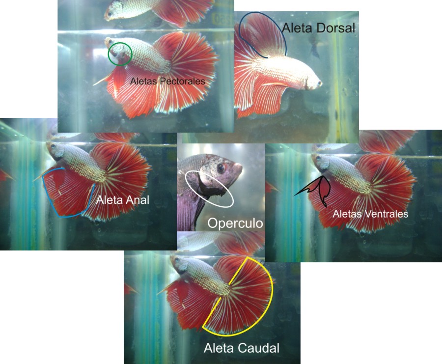 Mr. Betta Mexico: Hablemos de Aletas