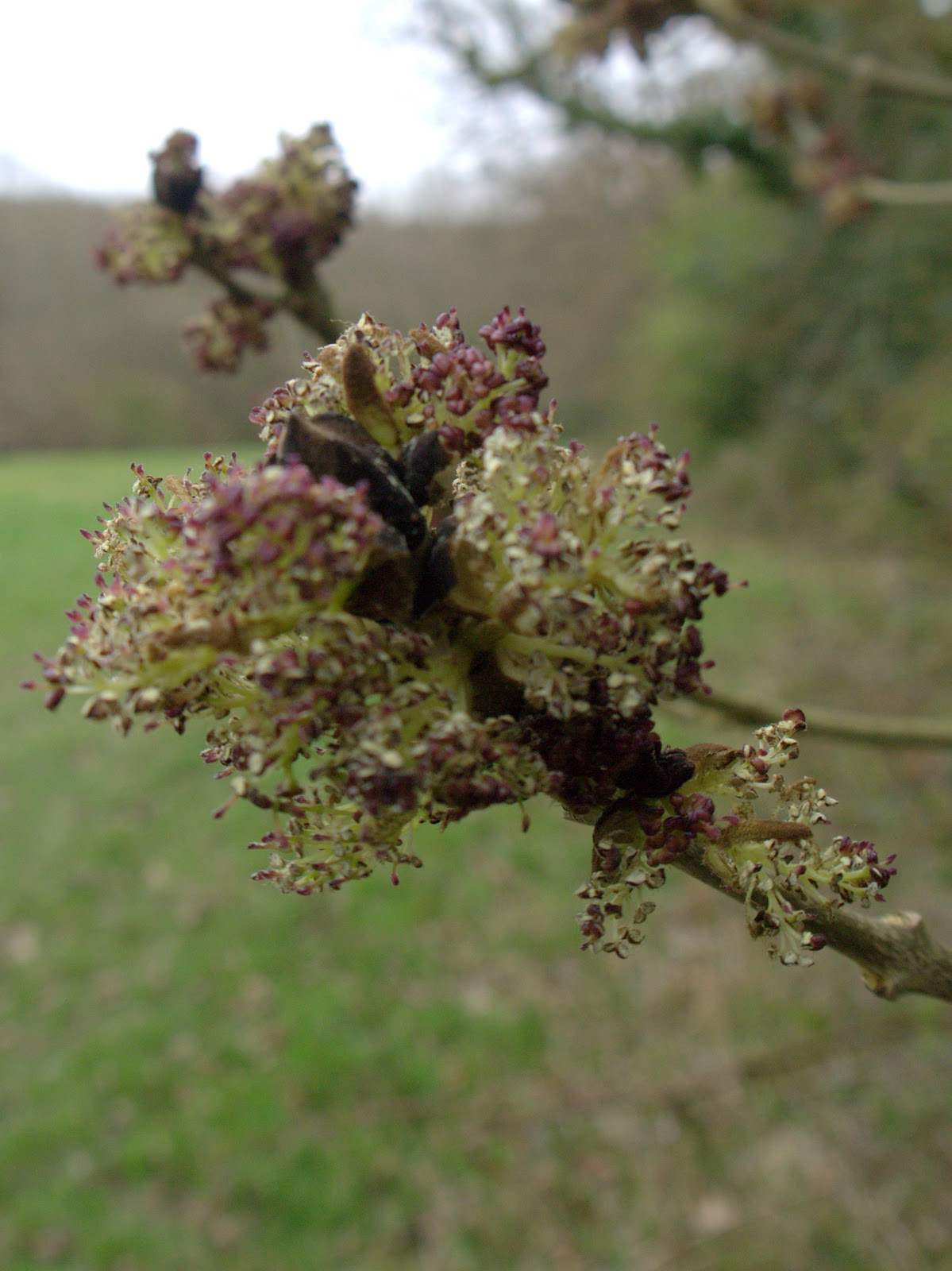 Peter Lovett's ramblings : Clouds of Ash pollen = misery for some hay ...