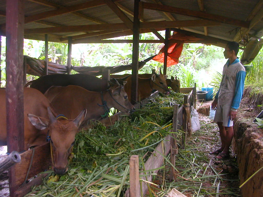 PEMELIHARAAN TERNAK SAPI