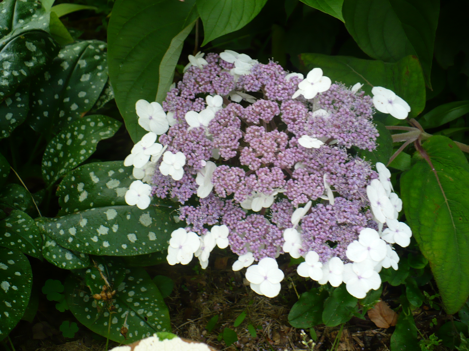 Hydrangea, Hortensja: Hydrangea aspera (Hortensja kosmata) 'Macrophylla'