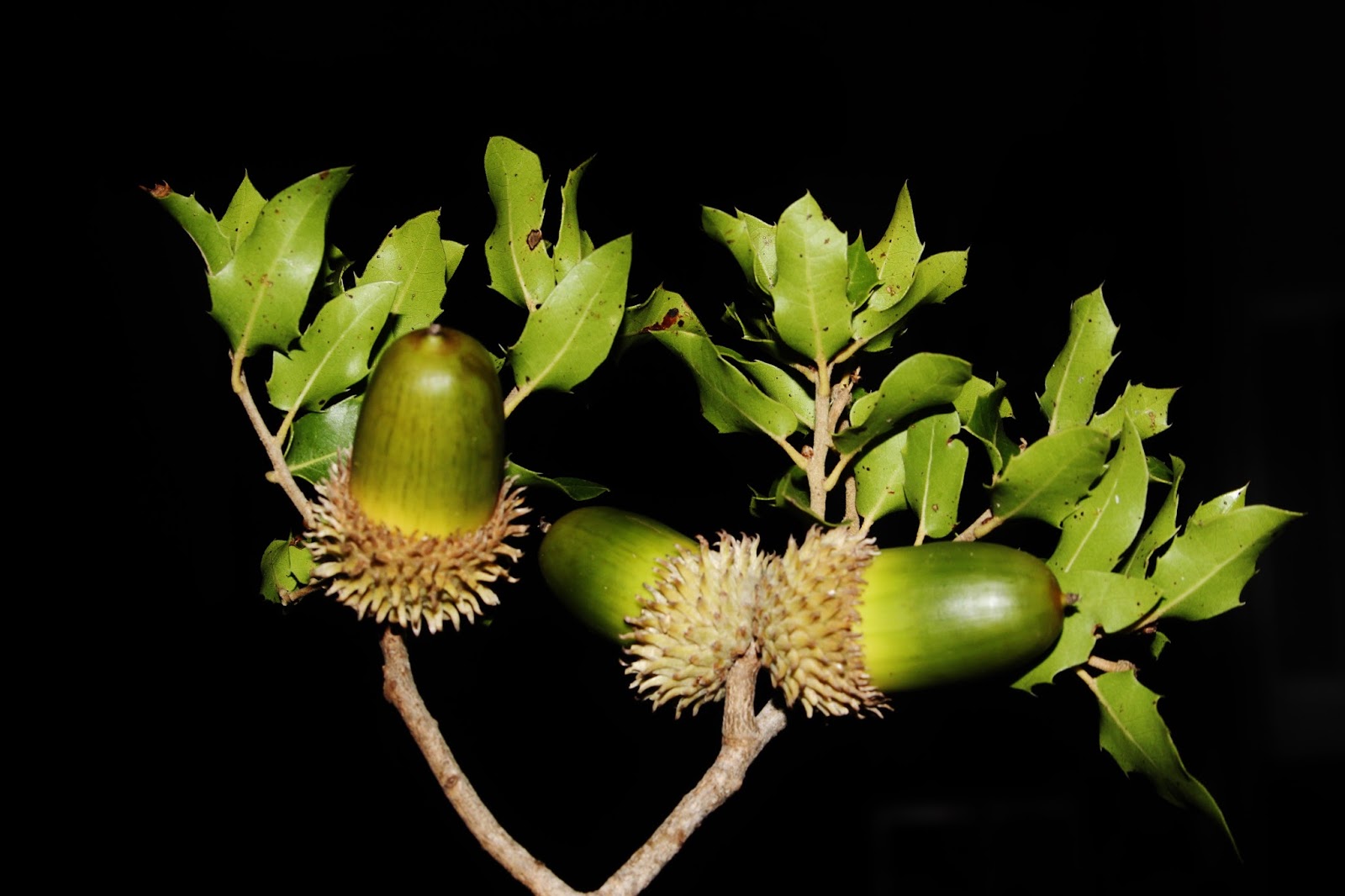 Biodiversity of Cyprus by NGO Protection of the Natural Heritage and ...