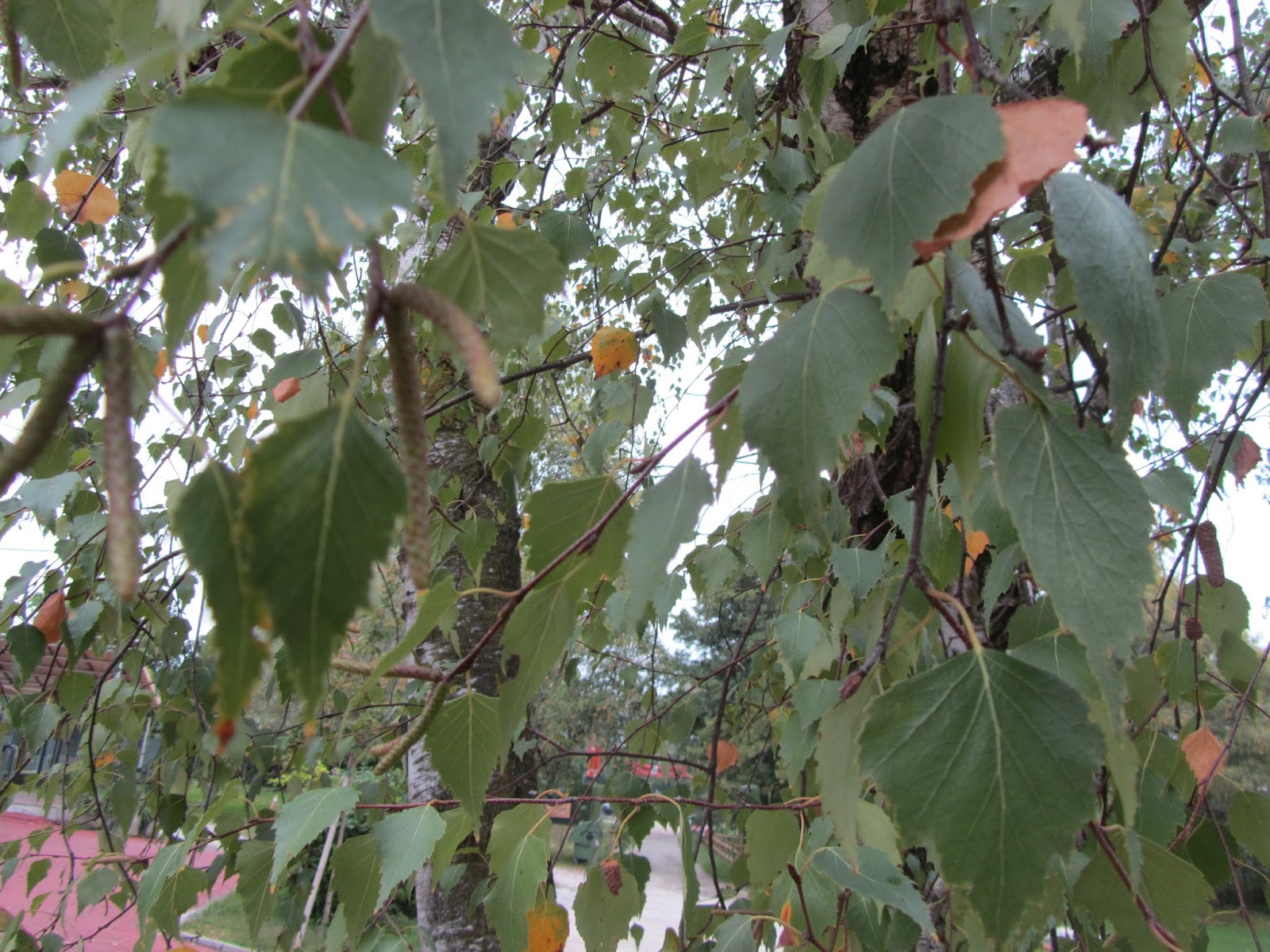 La Betulla Bianca (Betula pendula): Distribuzione e Caratteristiche ...