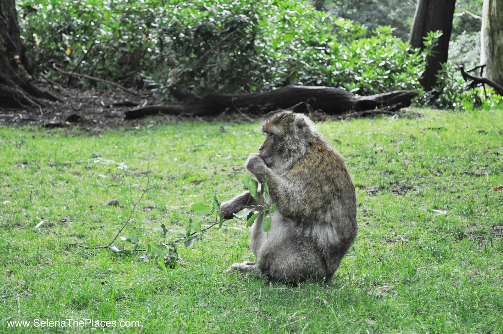 Oh, the places we will go!: Monkey Forest