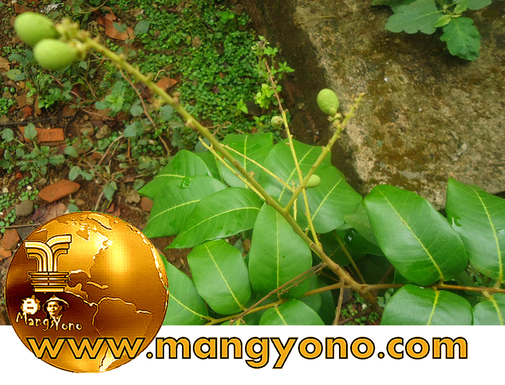 Cara merangsang bunga & buah lengkeng yang mandul