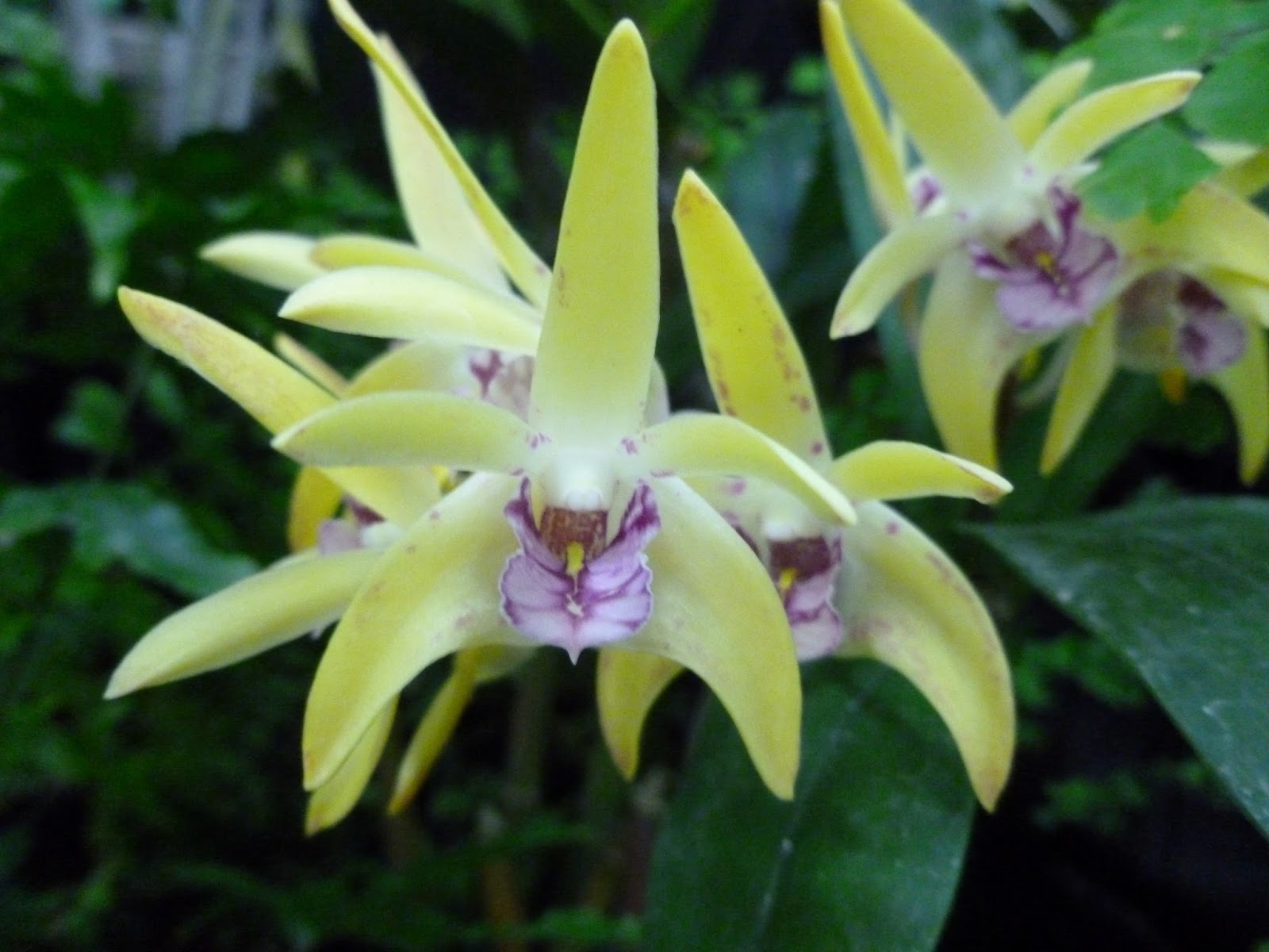 Onslow and Miss B: Australian Native Orchid Society conference